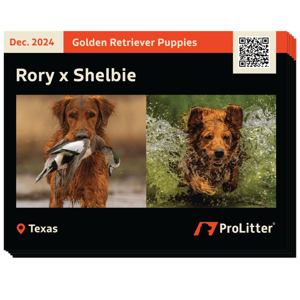 Retriever Litter Announcement Flyers Litter Advertising